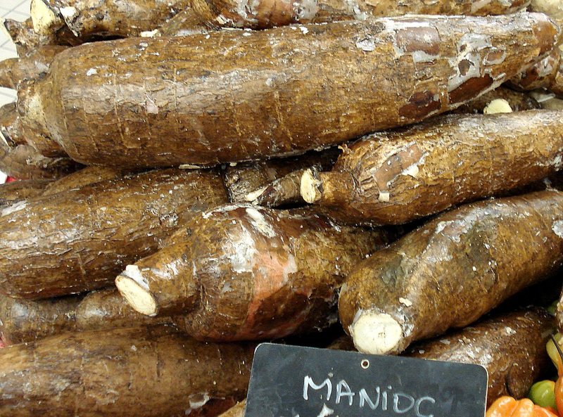 Agriculture : Le manioc, manne africaine dans les quarante prochaines ...