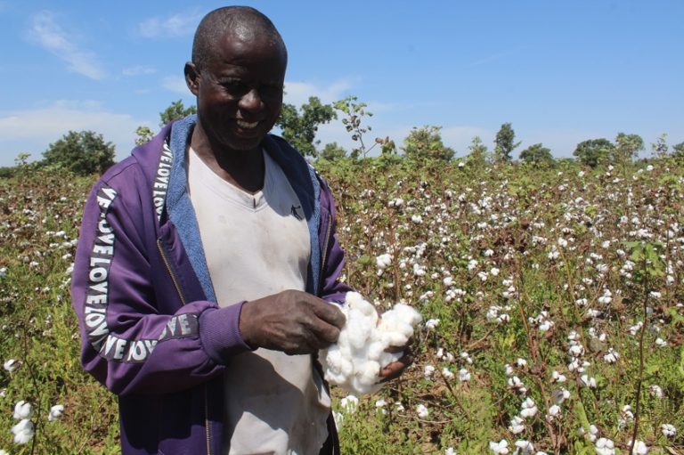 Campagne cotonnière dans la Bougouriba : Une nouvelle variante de ...