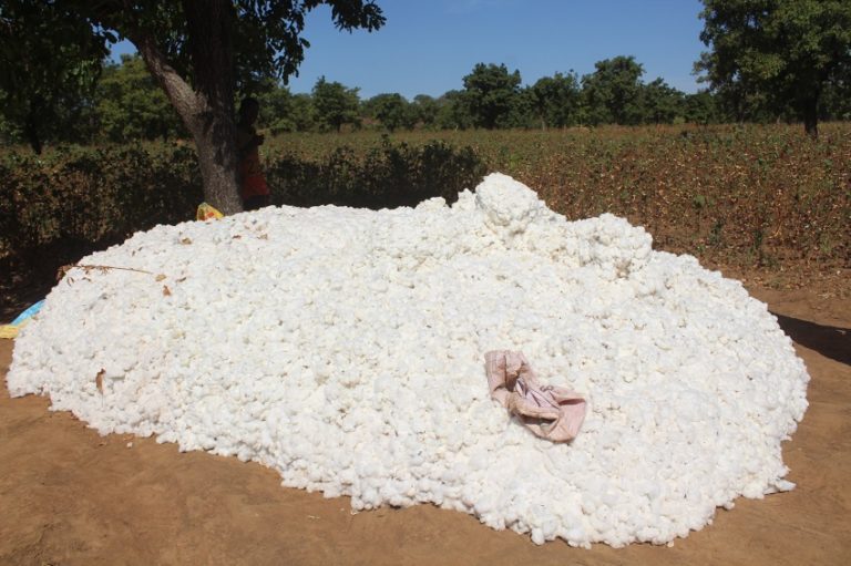 Jasside du cotonnier: Le Burkina autorise une dérogation pour l ...