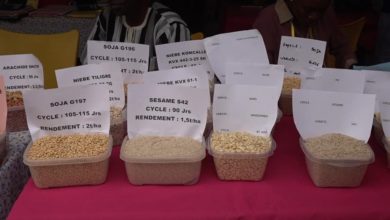 Promotion des semences de variétés améliorées : L’INERA s’ouvre au public