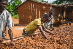 Côte d’Ivoire : Le prix d’achat du cacao réduit de près de 60 %